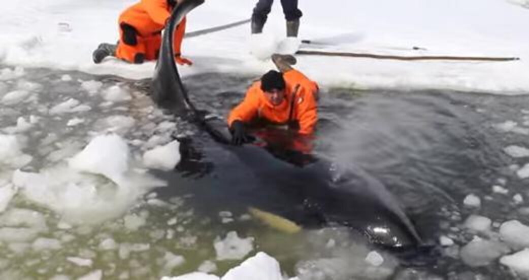 Russia: 4 Stranded Killer Whales Rescued - The Dodo
