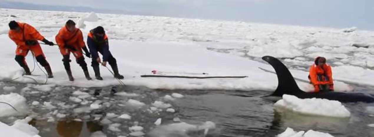 Russia: 4 Stranded Killer Whales Rescued - The Dodo