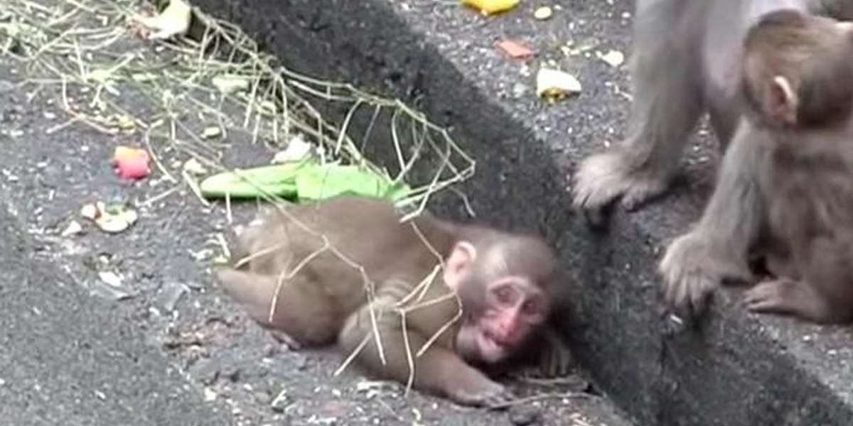 Baby Monkey Is Crying And Alone ... Until Mom Shows Up - The Dodo