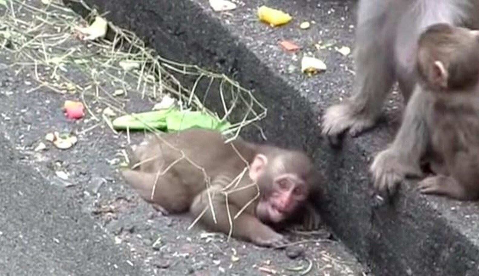 Baby Monkey Is Crying And Alone ... Until Mom Shows Up - The Dodo