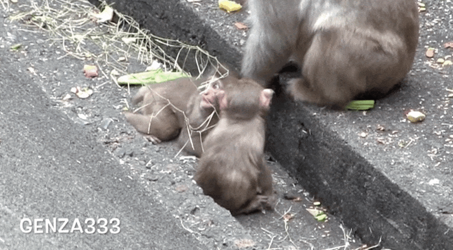 Baby Monkey Is Crying And Alone ... Until Mom Shows Up - The Dodo