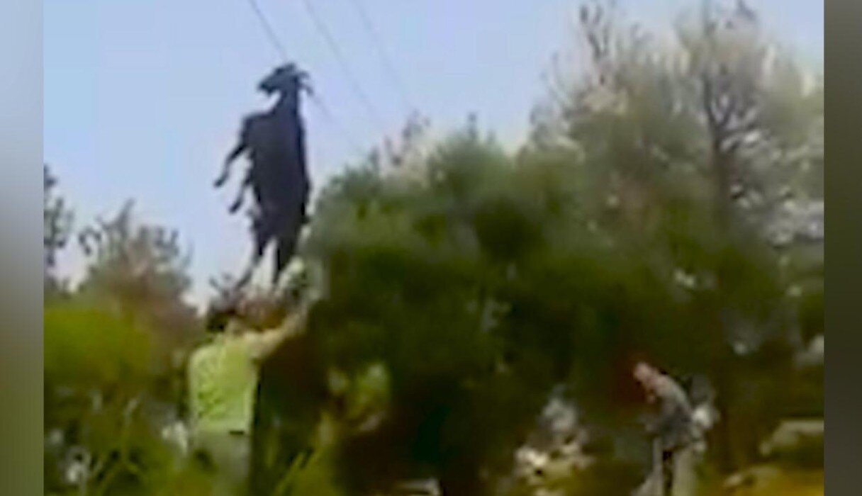 Goat Stuck On Power Line - The Dodo