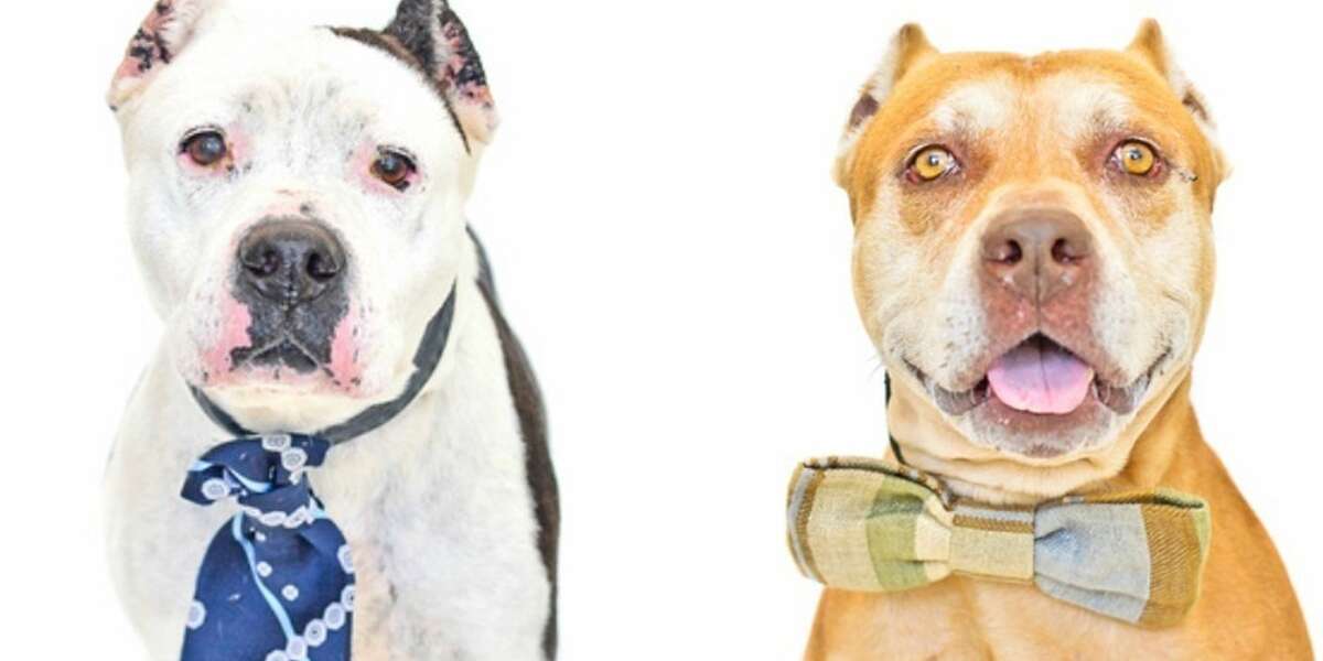 Dapper Pit Bull BFFs Seek Forever Home - The Dodo