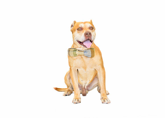 Dapper Pit Bull BFFs Seek Forever Home - The Dodo
