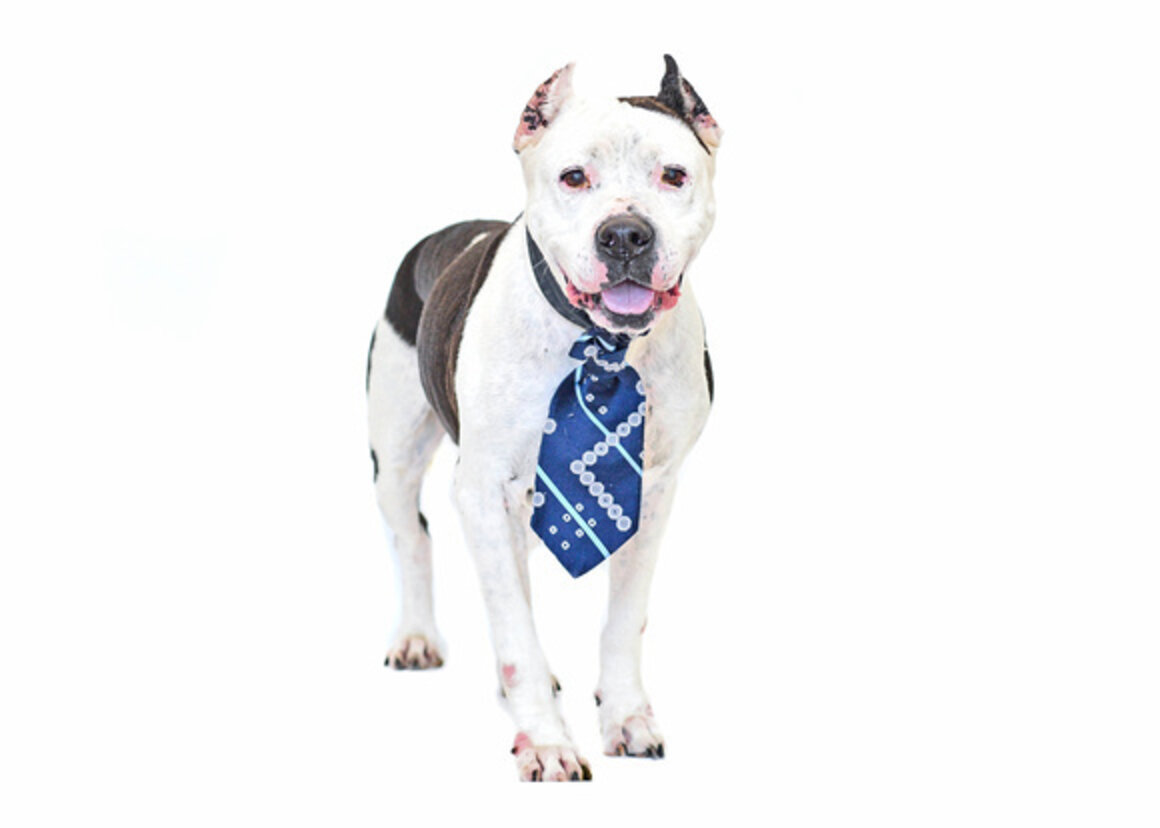 Dapper Pit Bull BFFs Seek Forever Home - The Dodo