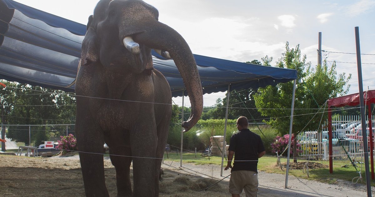 10 Reasons To Celebrate The Ban On A Cruel Elephant Training Tool - The ...