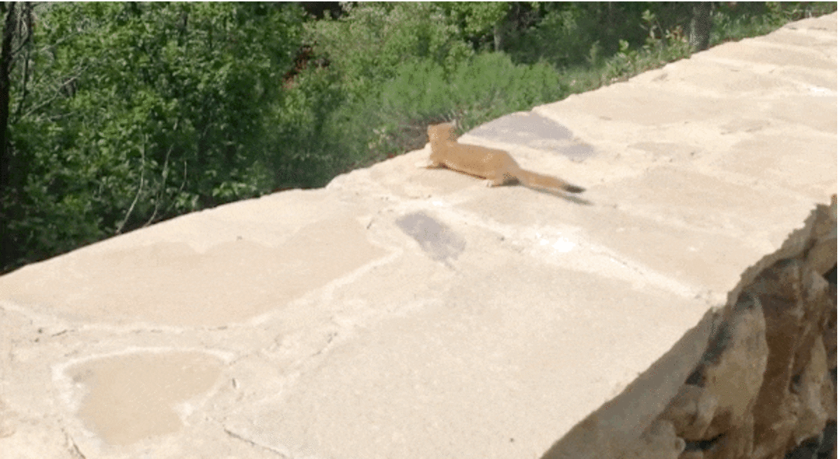 Mama Weasel Won't Let Teeny Baby Fall Behind - The Dodo