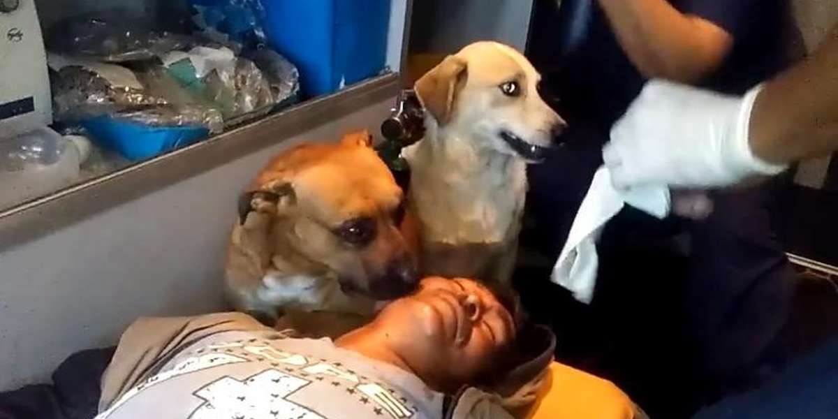 Dogs Hop Into Ambulance To Comfort Owner On Ride To Hospital - The Dodo