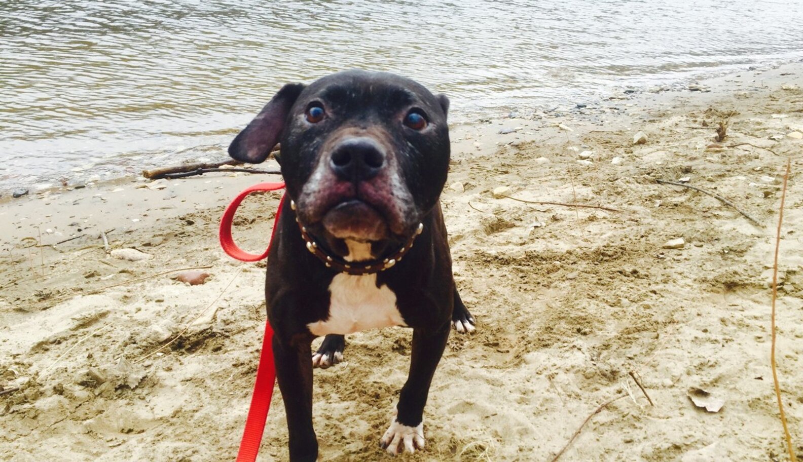 He's Living Proof Dogs Can Recover From Dogfighting - The Dodo