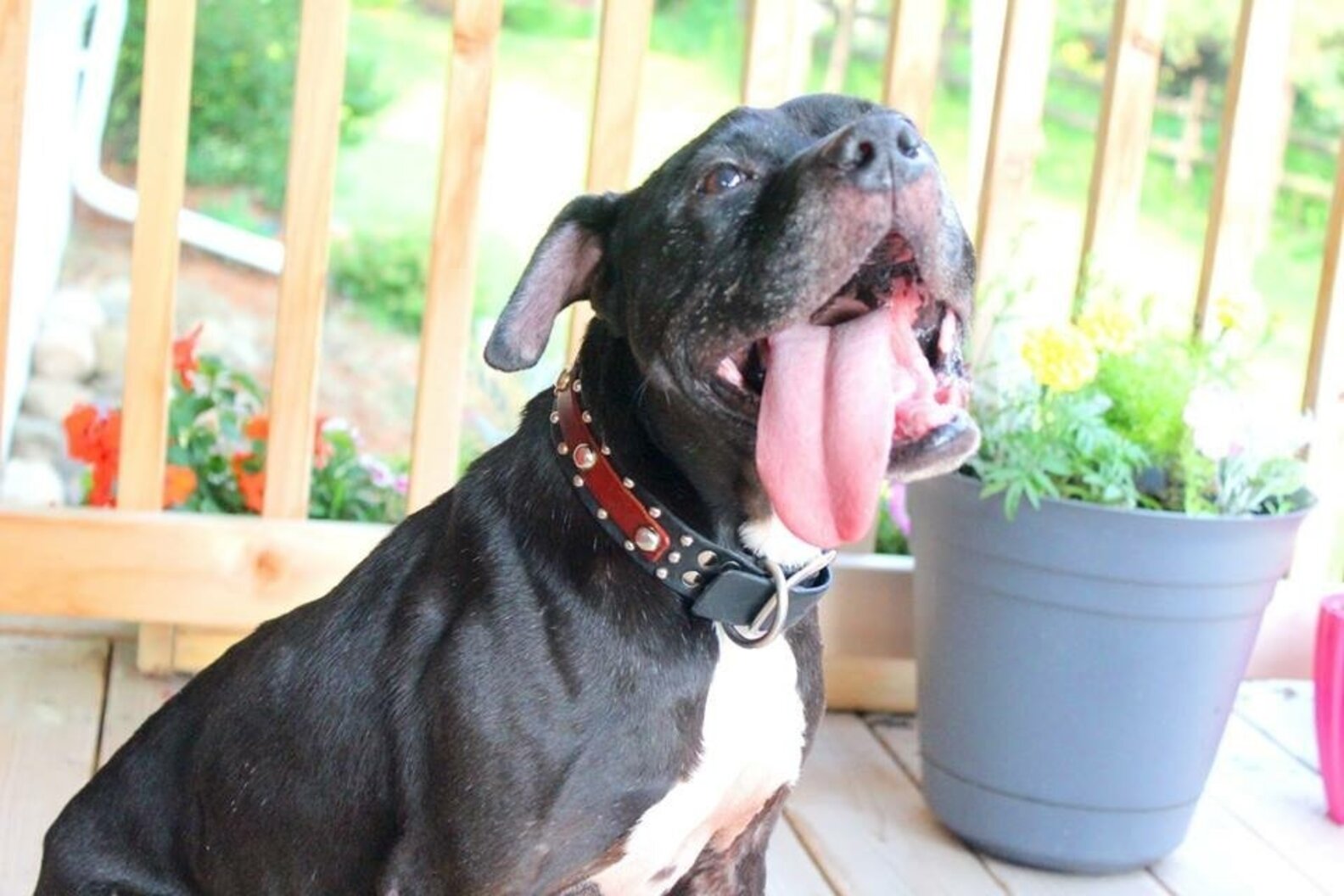 He's Living Proof Dogs Can Recover From Dogfighting - The Dodo