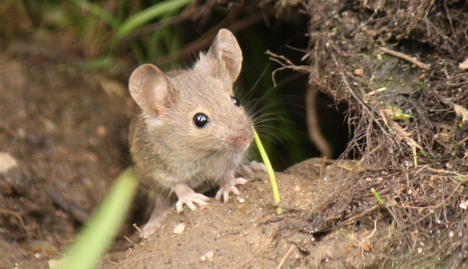 French And German Mice Carry Different Tunes - The Dodo