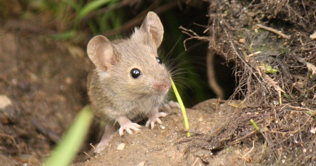 French And German Mice Carry Different Tunes - The Dodo