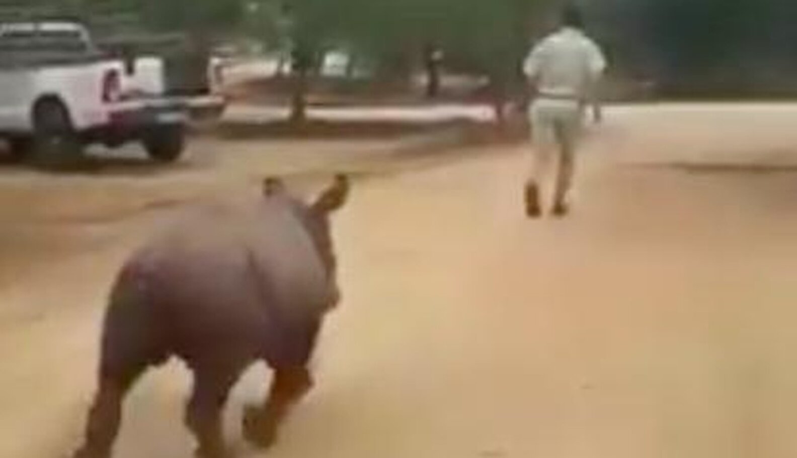 Playful Rhino Orphan Won't Stop Chasing The Man Who's Saving Him - The Dodo