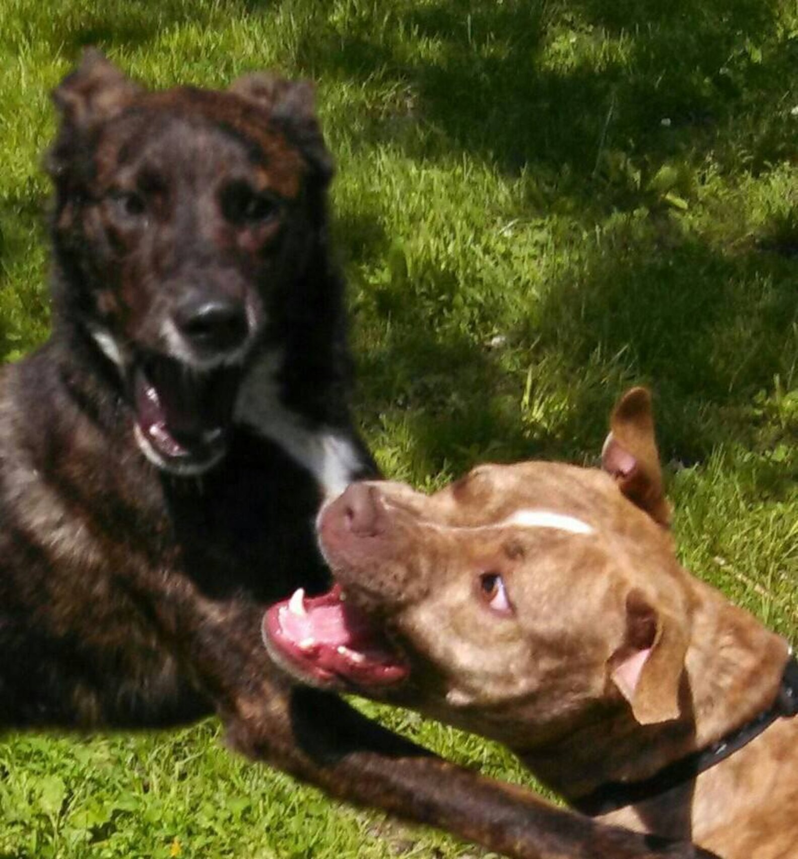 Yes, There Is A Smart Way To Break Up A Dog Fight - The Dodo