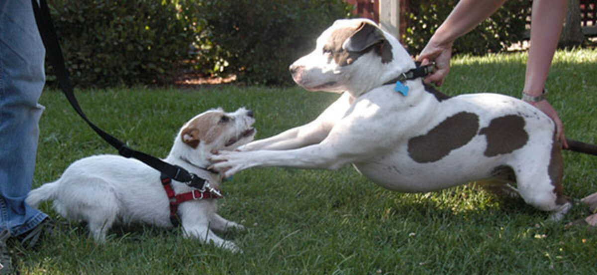 Yes, There Is A Smart Way To Break Up A Dog Fight - The Dodo