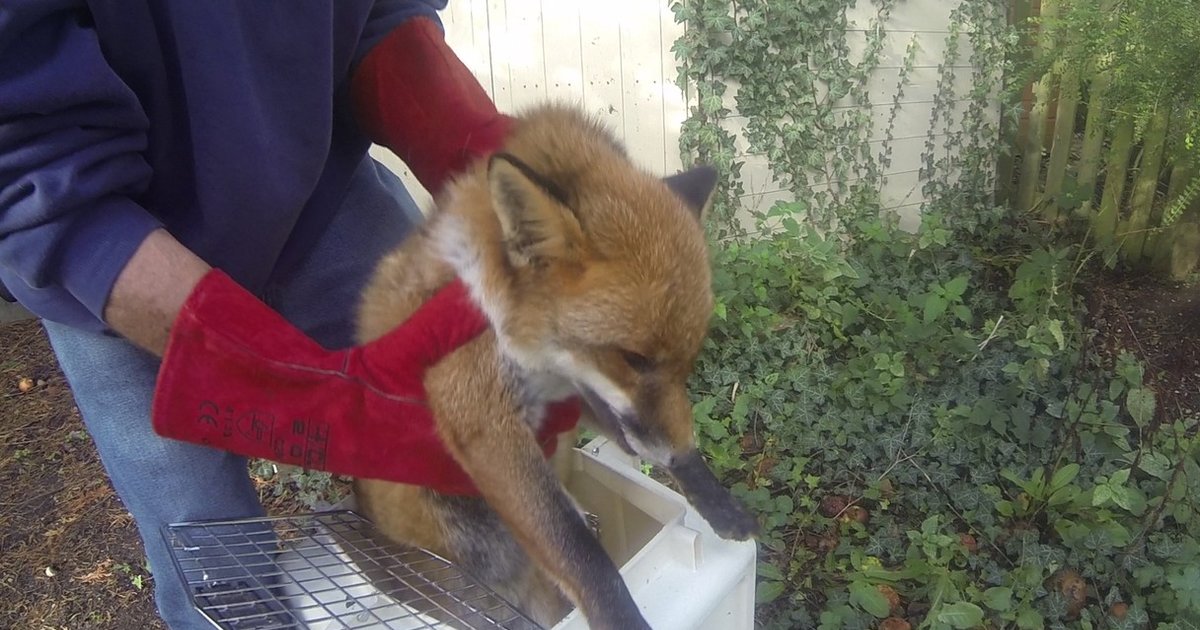 Sad Fox Rescue Reminds Us Wildlife Faces Many Unseen Dangers - The Dodo