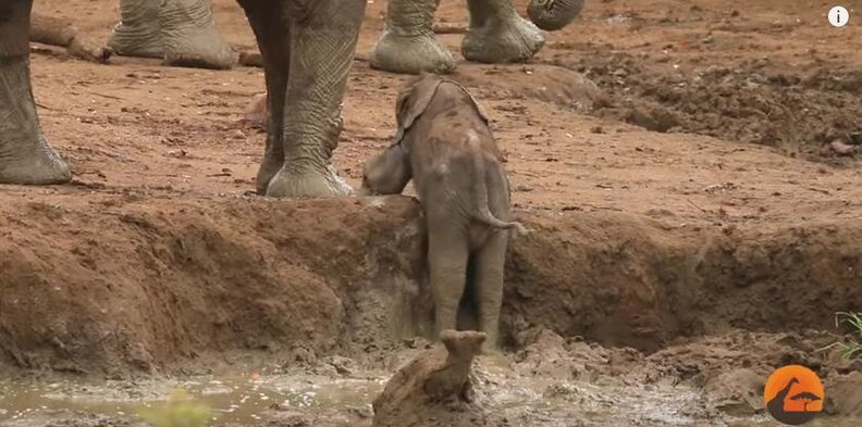 Elephants Stop Everything They're Doing To Help A Baby In Need - The Dodo