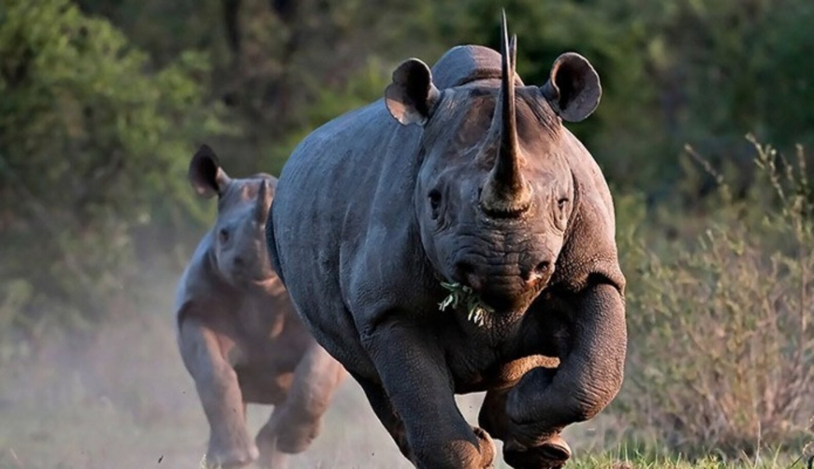 Out Of Thin Air: Are South Africa's 500 Airlifted Rhinos Now Safe ...