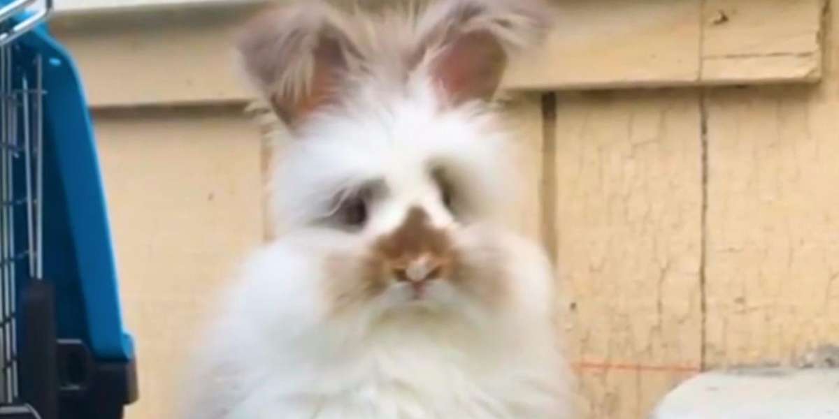 Fluffiest Bunny Loves To Jump - The Dodo