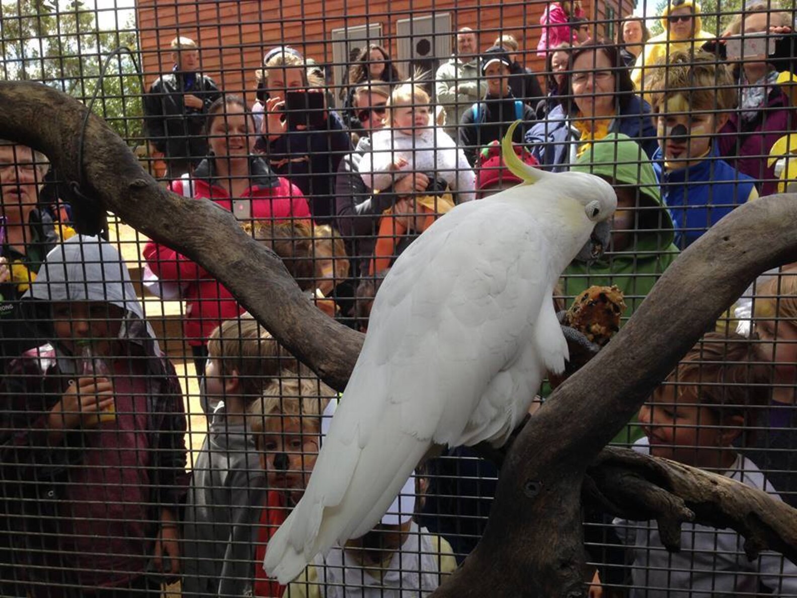 Fred The Rescued Cockatoo Just Celebrated His 100th Birthday - The Dodo