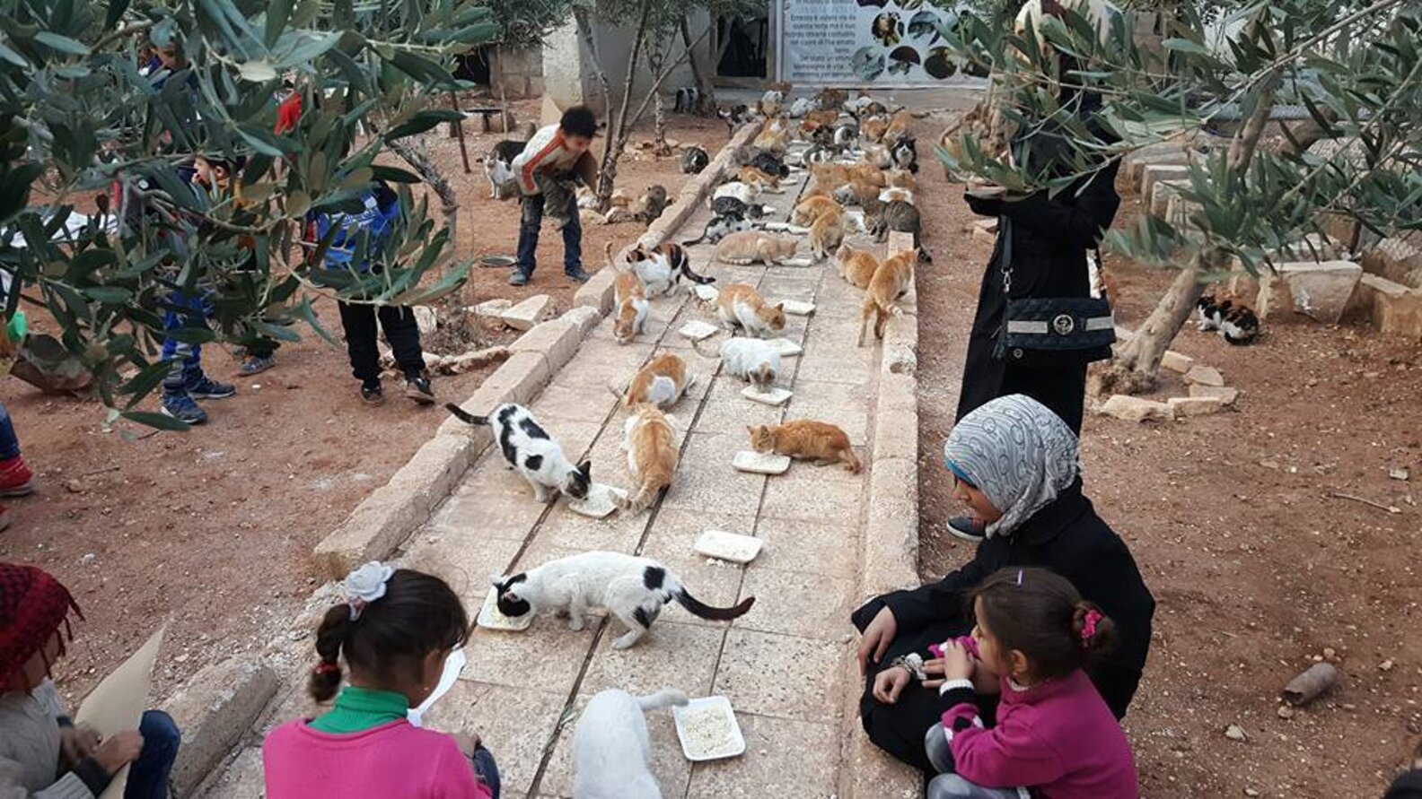 Aleppo Cat Sanctuary Reopens After Being Bombed In War - The Dodo