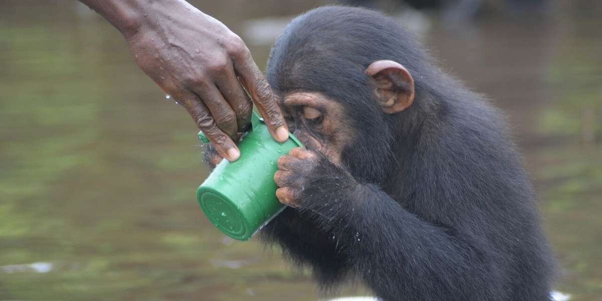 Baby Chimp Left To Die Can't Believe He's Drinking Fresh Water - The Dodo