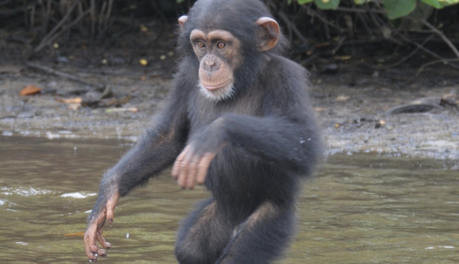 Baby Chimp Left To Die Can't Believe He's Drinking Fresh Water - The Dodo