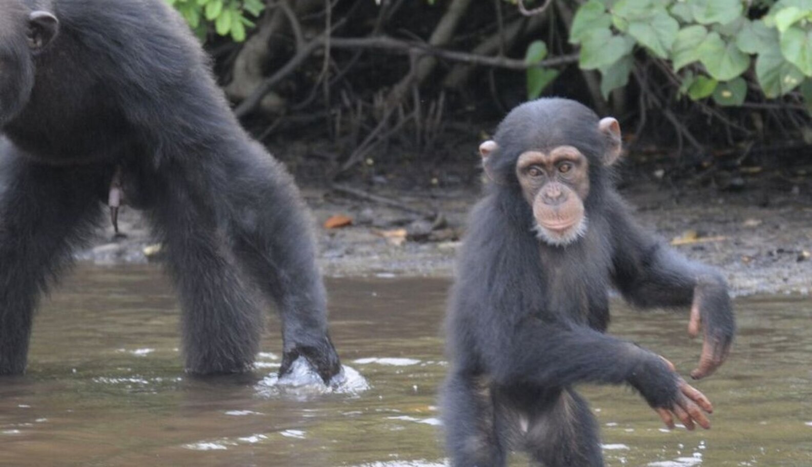 Baby Chimp Left To Die Can't Believe He's Drinking Fresh Water - The Dodo