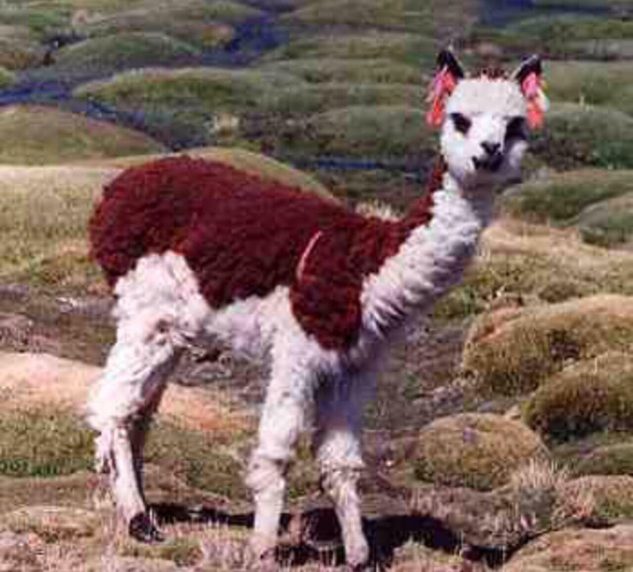 10 alpacas who are rocking there hair styles - The Dodo