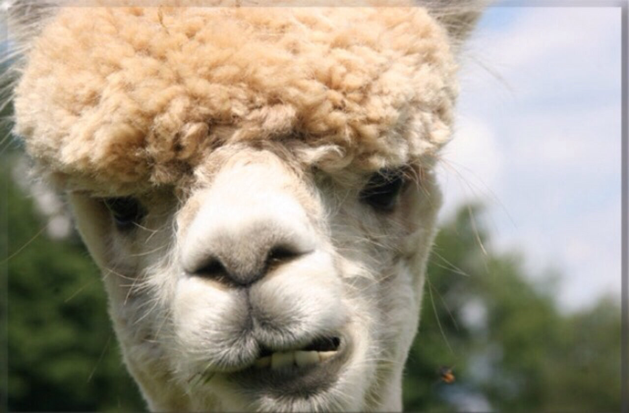 10 alpacas who are rocking there hair styles - The Dodo
