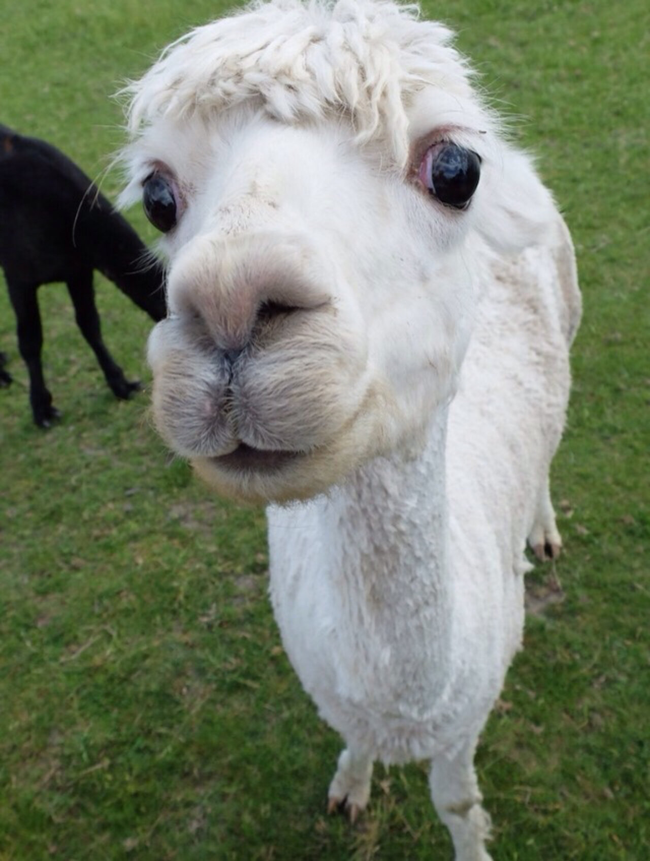 10 alpacas who are rocking there hair styles - The Dodo