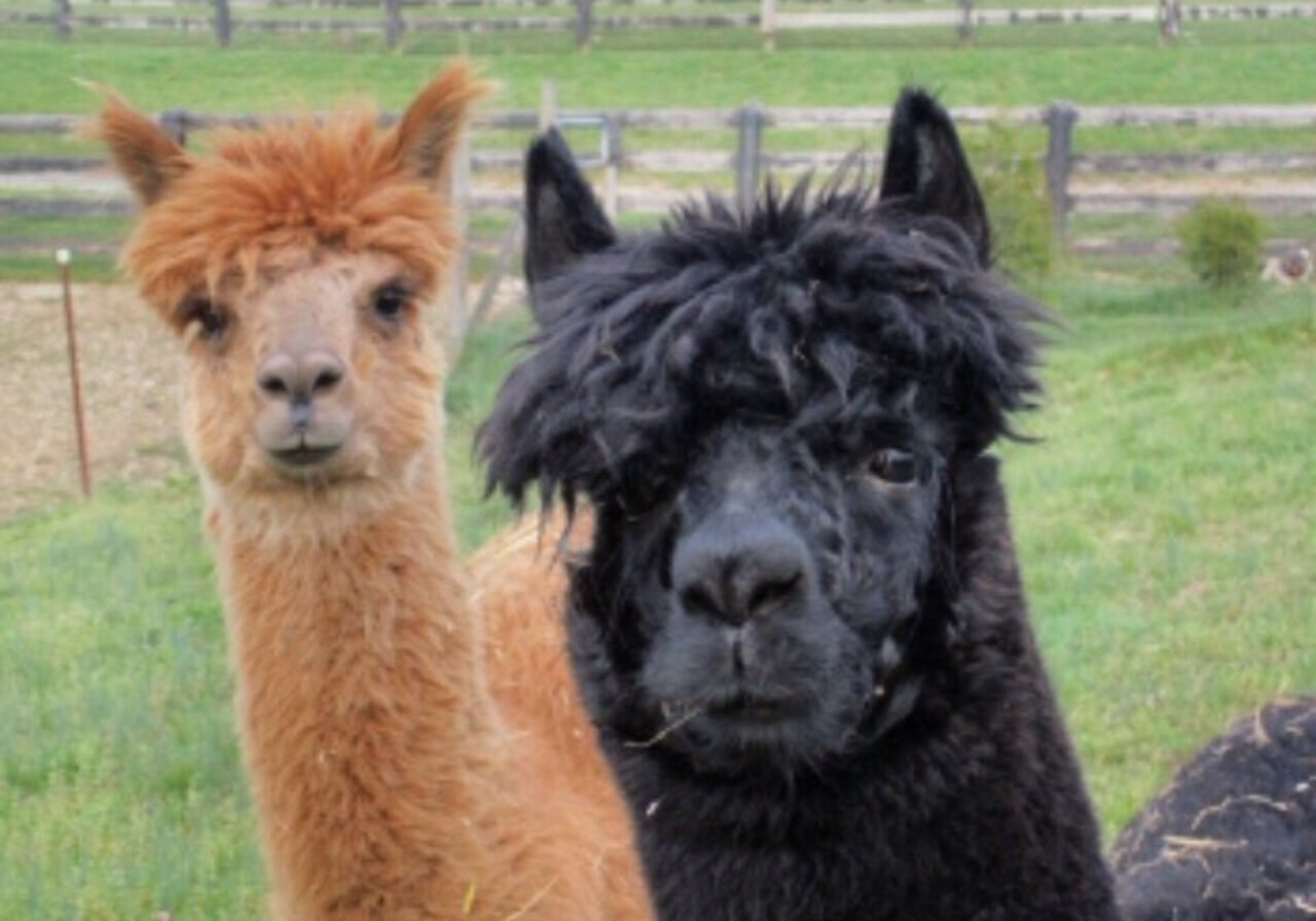 10 alpacas who are rocking there hair styles - The Dodo