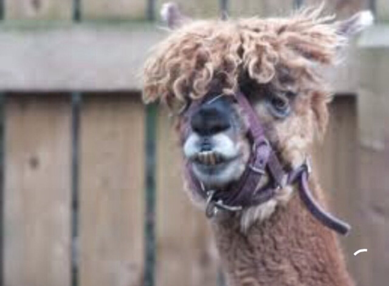 10 alpacas who are rocking there hair styles - The Dodo