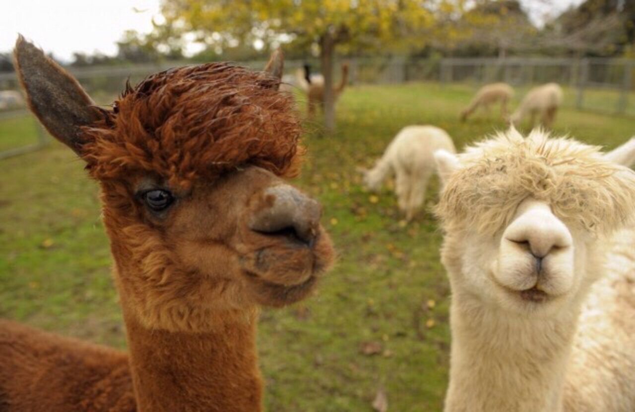 10 alpacas who are rocking there hair styles - The Dodo