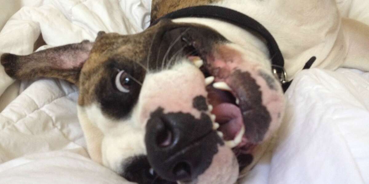 31 Dogs Who Were Adopted In The Nick Of Time - The Dodo