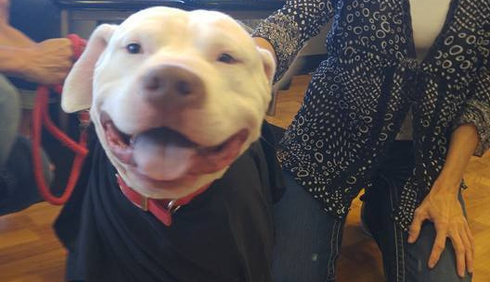 Dog Abandoned In Yard Goes On Day Trip And Can't Stop Smiling - The Dodo