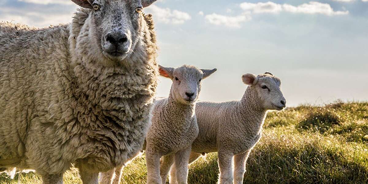 horror-at-halal-slaughterhouse-caught-on-film-the-dodo