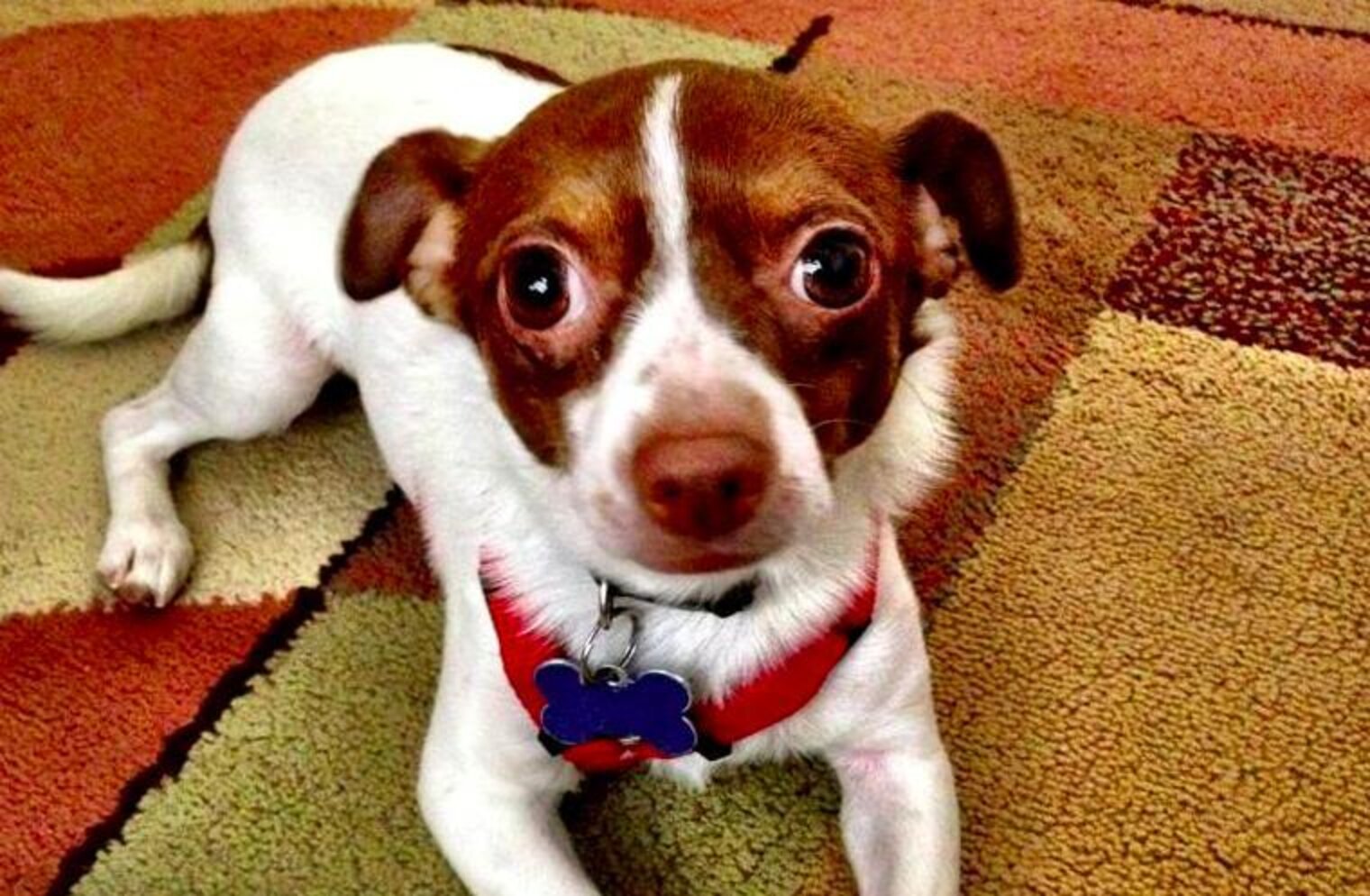 31 Dogs Who Were Adopted In The Nick Of Time - The Dodo