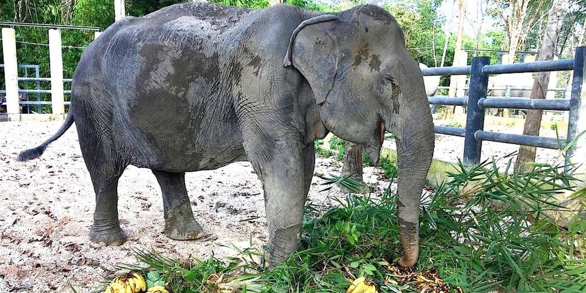 Blind Senior Elephant Is So Happy That She Was Finally Rescued - The Dodo