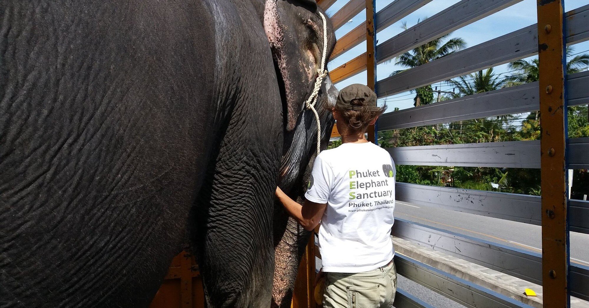 Blind Senior Elephant Is So Happy That She Was Finally Rescued - The Dodo