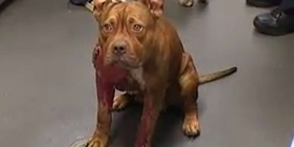 Badly Burned Dog Gets To Pick Out His First Toys - The Dodo