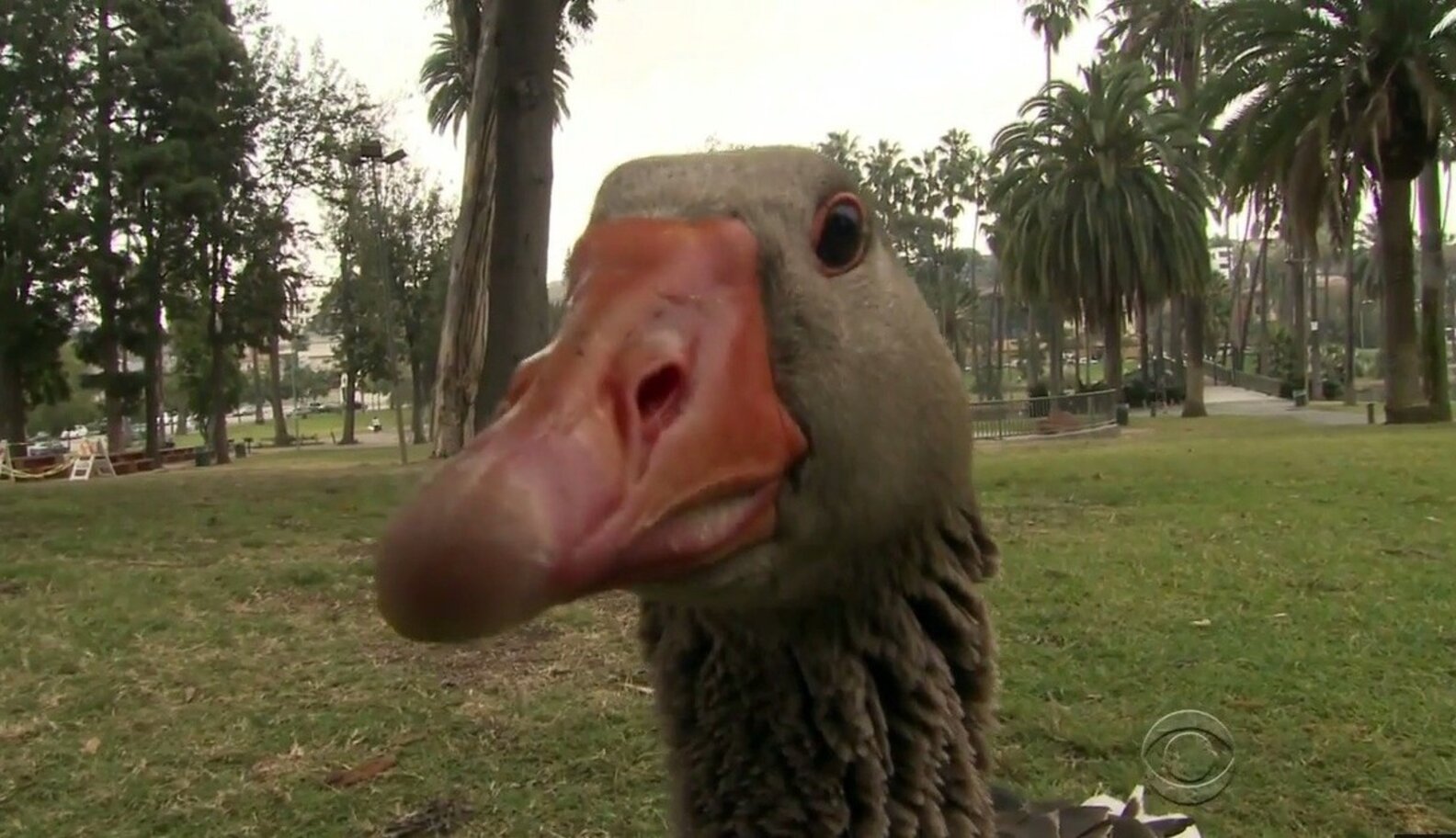 Retired Man And Goose Share Lasting Friendship - The Dodo