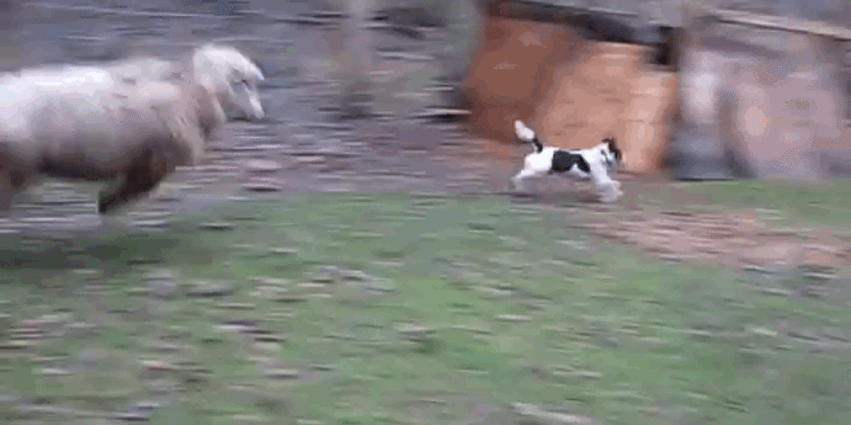 Bouncy Sheep Plays Hide-And-Seek With Tiny Dog - The Dodo