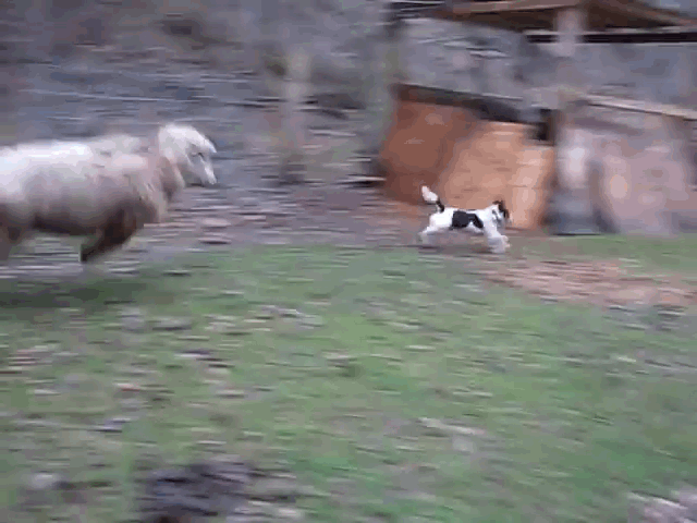 Bouncy Sheep Plays Hide-And-Seek With Tiny Dog - The Dodo