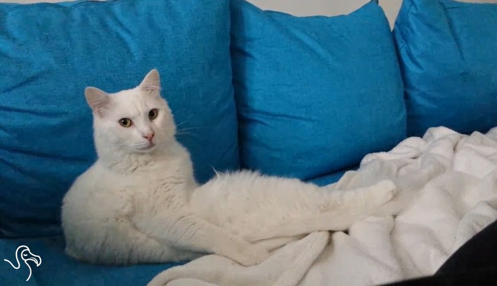WATCH: Cats Sitting Like Humans - The Dodo