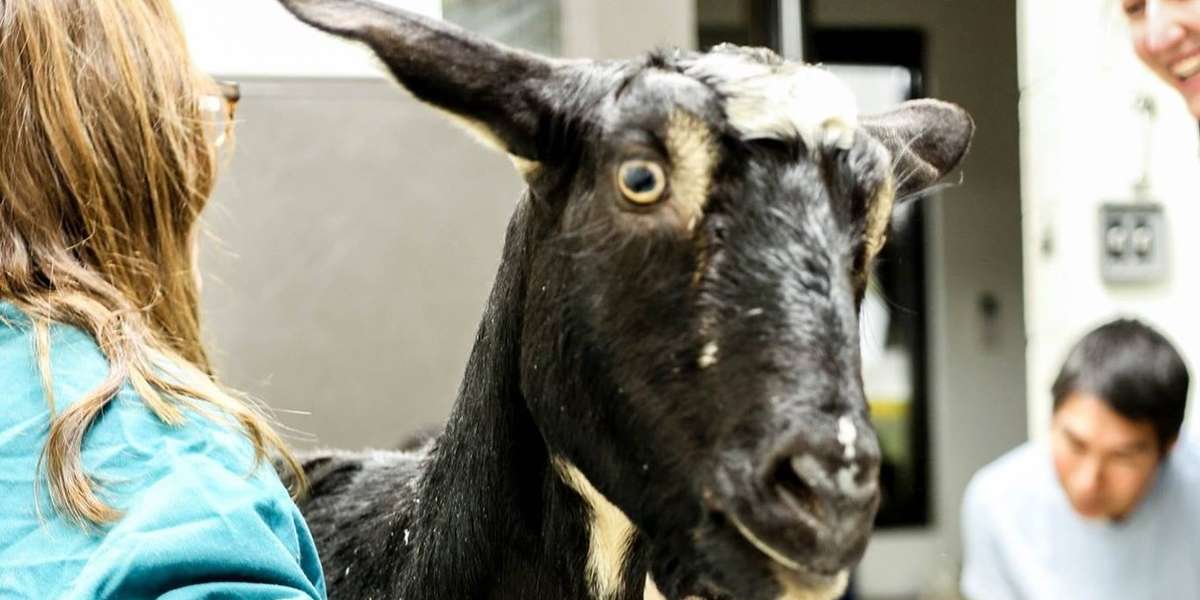 Goat Rescued From Nightmare Butcher Experiences Tiny Christmas Miracle ...