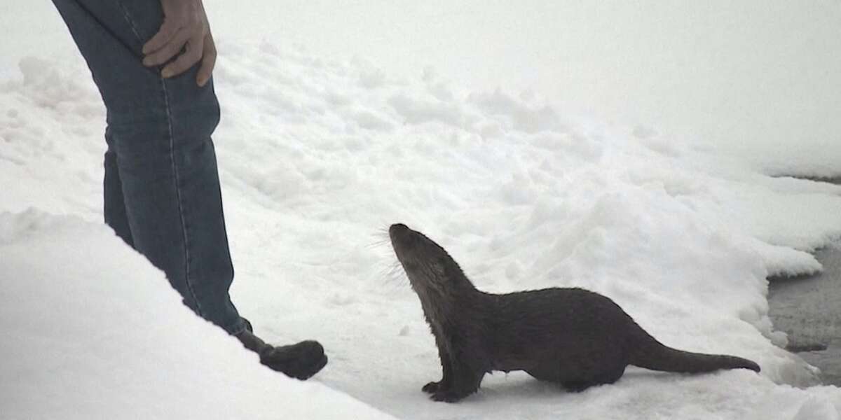 Otter Always Comes Back To Visit The Man Who Saved His Life - The Dodo