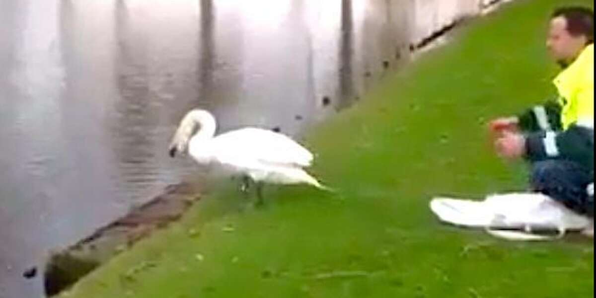 Swan Couple Separated By Sickness Has Sweetest Reunion - The Dodo