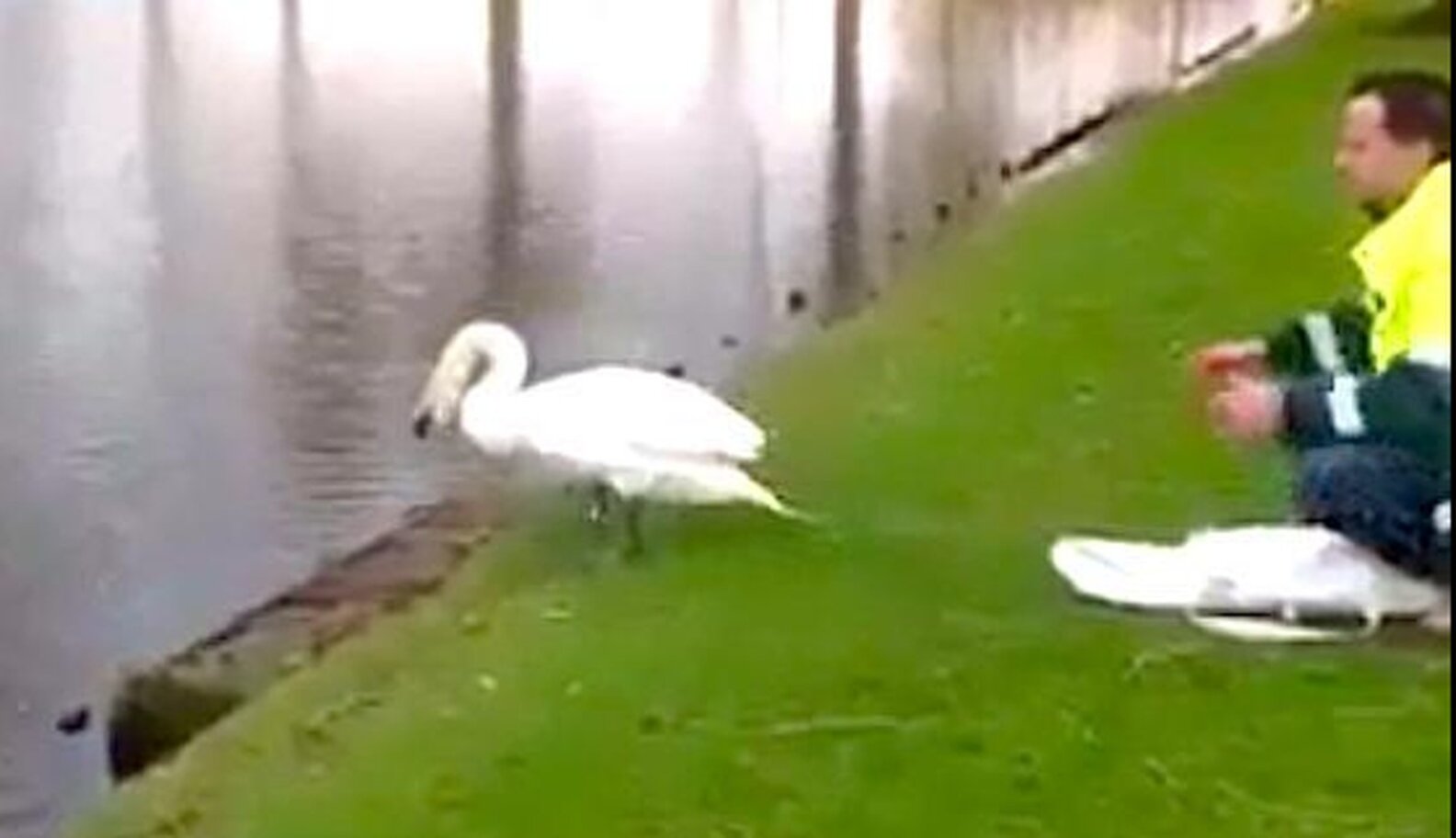 Swan Couple Separated By Sickness Has Sweetest Reunion - The Dodo