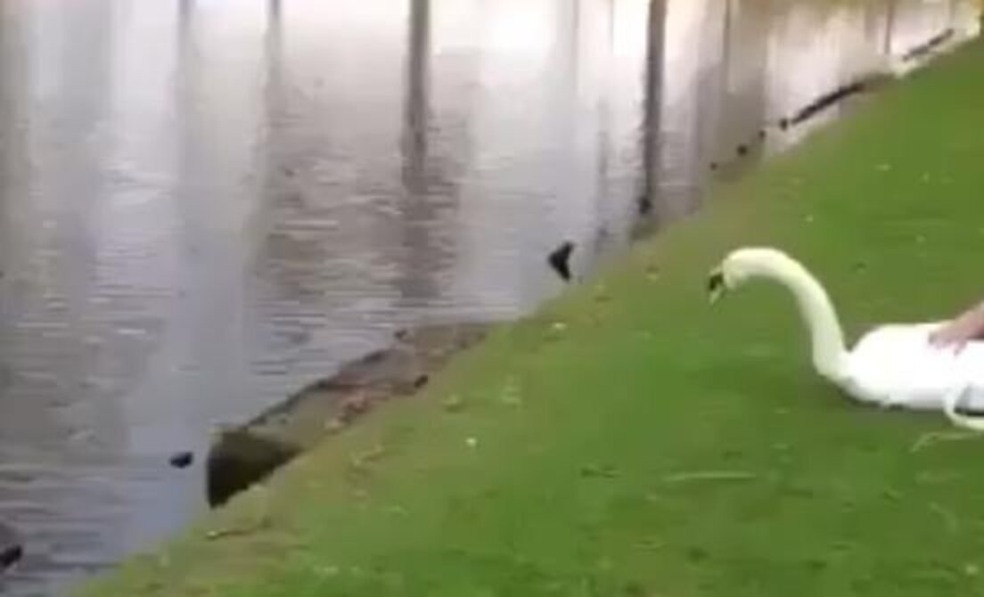 Swan Couple Separated By Sickness Has Sweetest Reunion - The Dodo